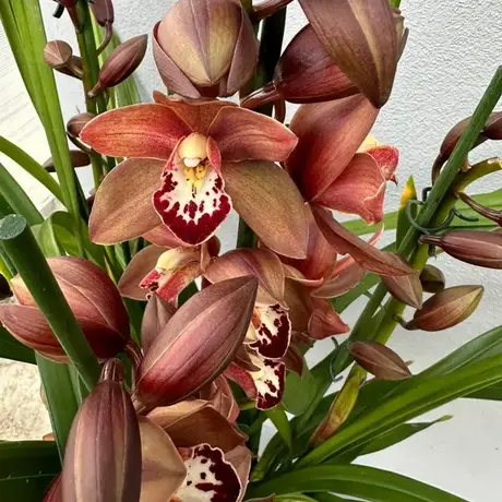 Orhidee Cymbidium - Flor Mary Garden Sibiu